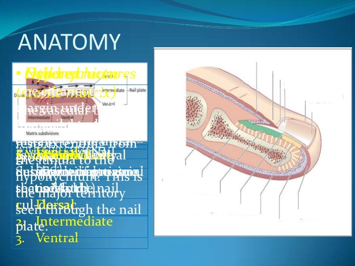 Anatomy of nail master slide- dr.ganesh