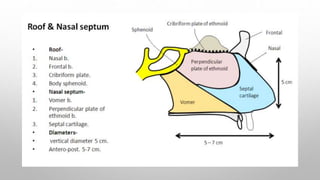Anatomy of nasal cavity.pptx