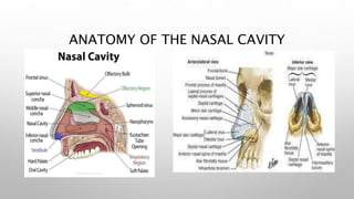 Anatomy of nasal cavity.pptx