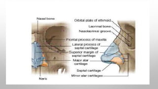 Anatomy of nasal cavity.pptx