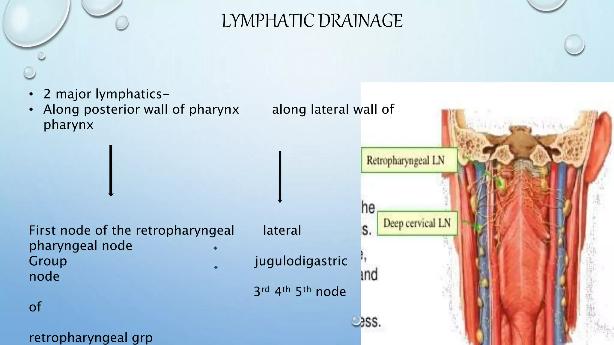 Anatomy of nasopharynx | PPTX