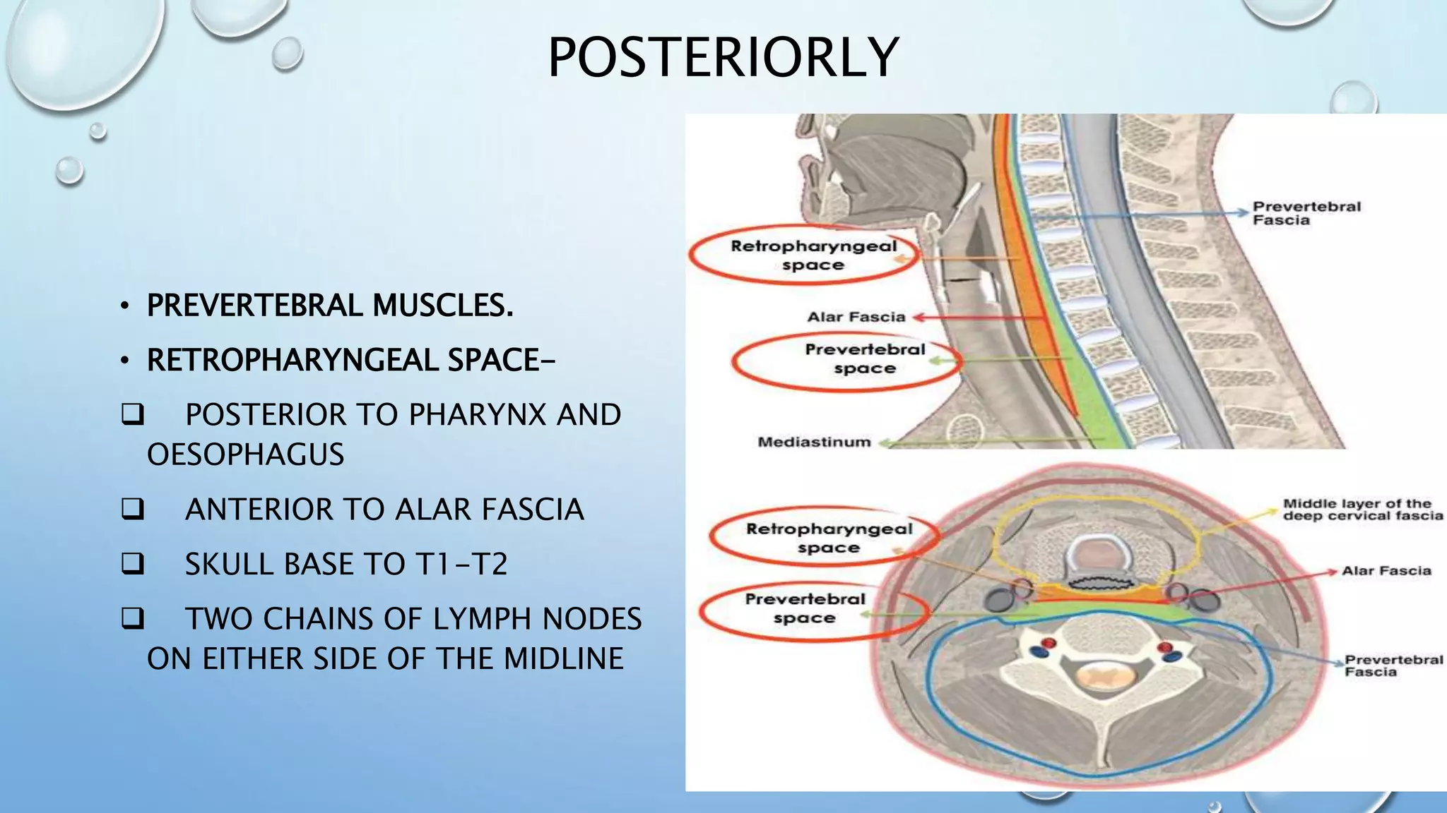 Anatomy of nasopharynx | PPTX