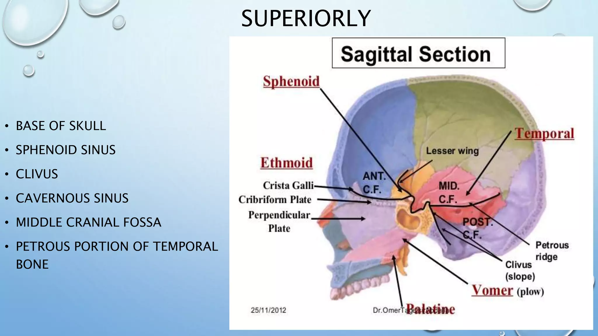 Anatomy of nasopharynx | PPTX