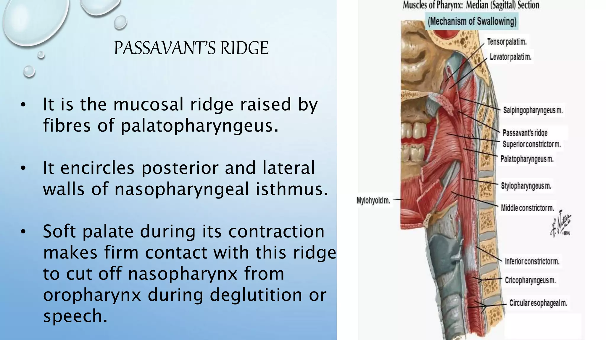 Anatomy of nasopharynx | PPTX