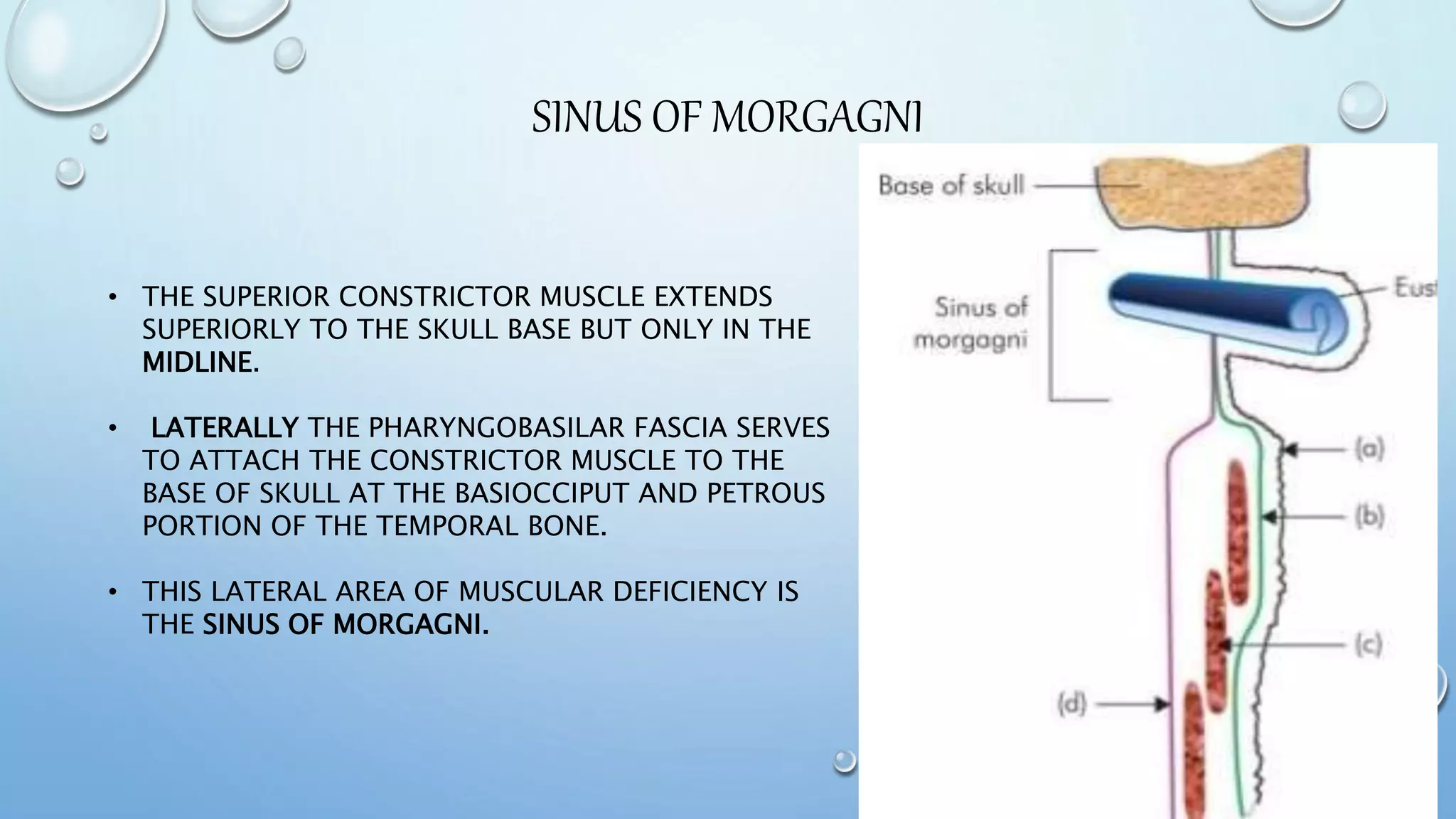 Anatomy of nasopharynx | PPTX