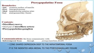 Anatomy of nasopharynx | PPTX