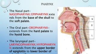 Nasopharynx Anatomi