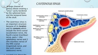 Anatomy of nasopharynx | PPTX