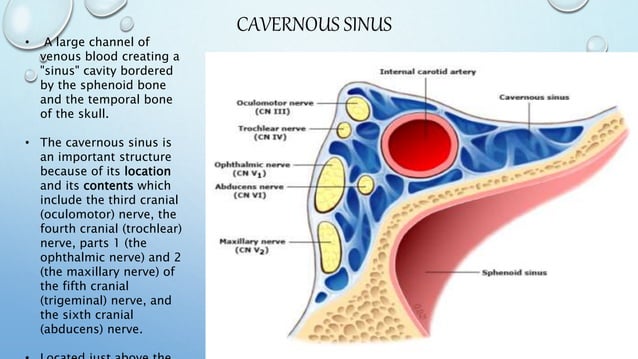 Anatomy of nasopharynx | PPTX