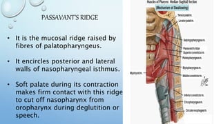 Anatomy of nasopharynx | PPTX