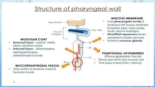 Anatomy of nasopharynx | PPTX