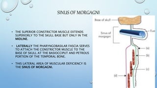 Anatomy of nasopharynx | PPTX
