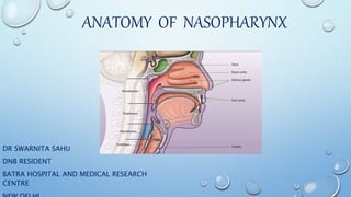 Anatomy Of Nasopharynx