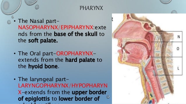 Nasopharynx Cancer Anatomy And Images