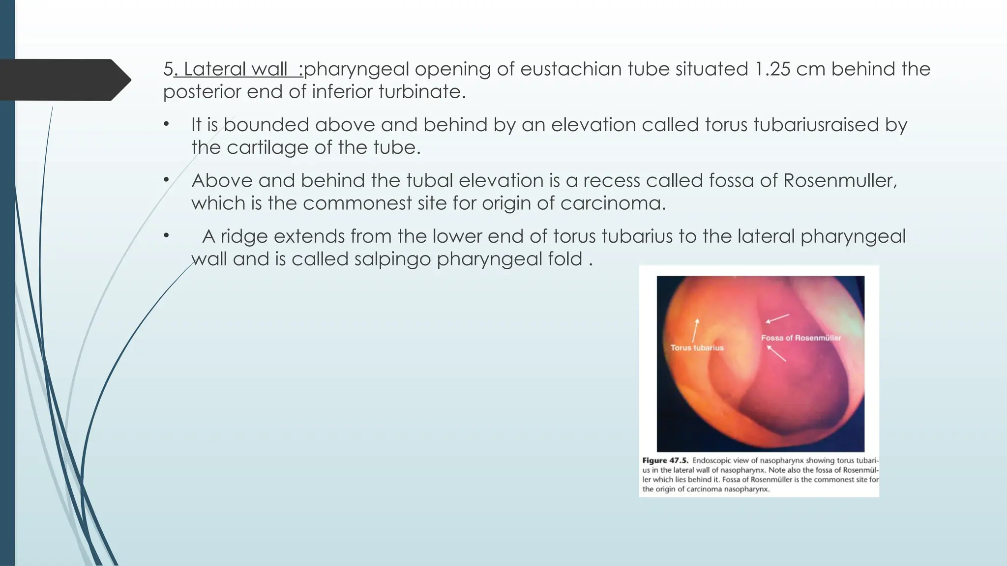 ANATOMY OF NASOPHARYNX 38.pptx, mbbs , ear nose throat | PPTX