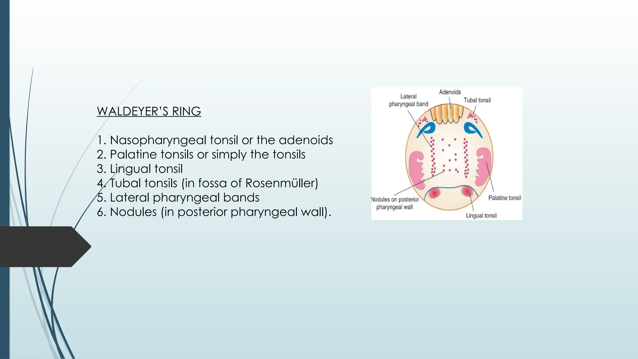 ANATOMY OF NASOPHARYNX 38.pptx, mbbs , ear nose throat | PPTX