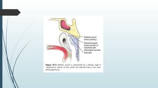 ANATOMY OF NASOPHARYNX 38.pptx, mbbs , ear nose throat | PPTX