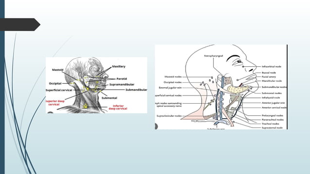 ANATOMY OF NASOPHARYNX 38.pptx, mbbs , ear nose throat | PPTX