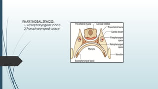 ANATOMY OF NASOPHARYNX 38.pptx, mbbs , ear nose throat | PPTX