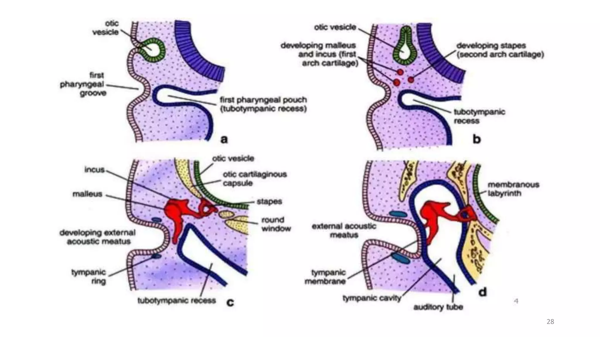 Anatomy of Nasopharynx and Eustachian Tube.pptx