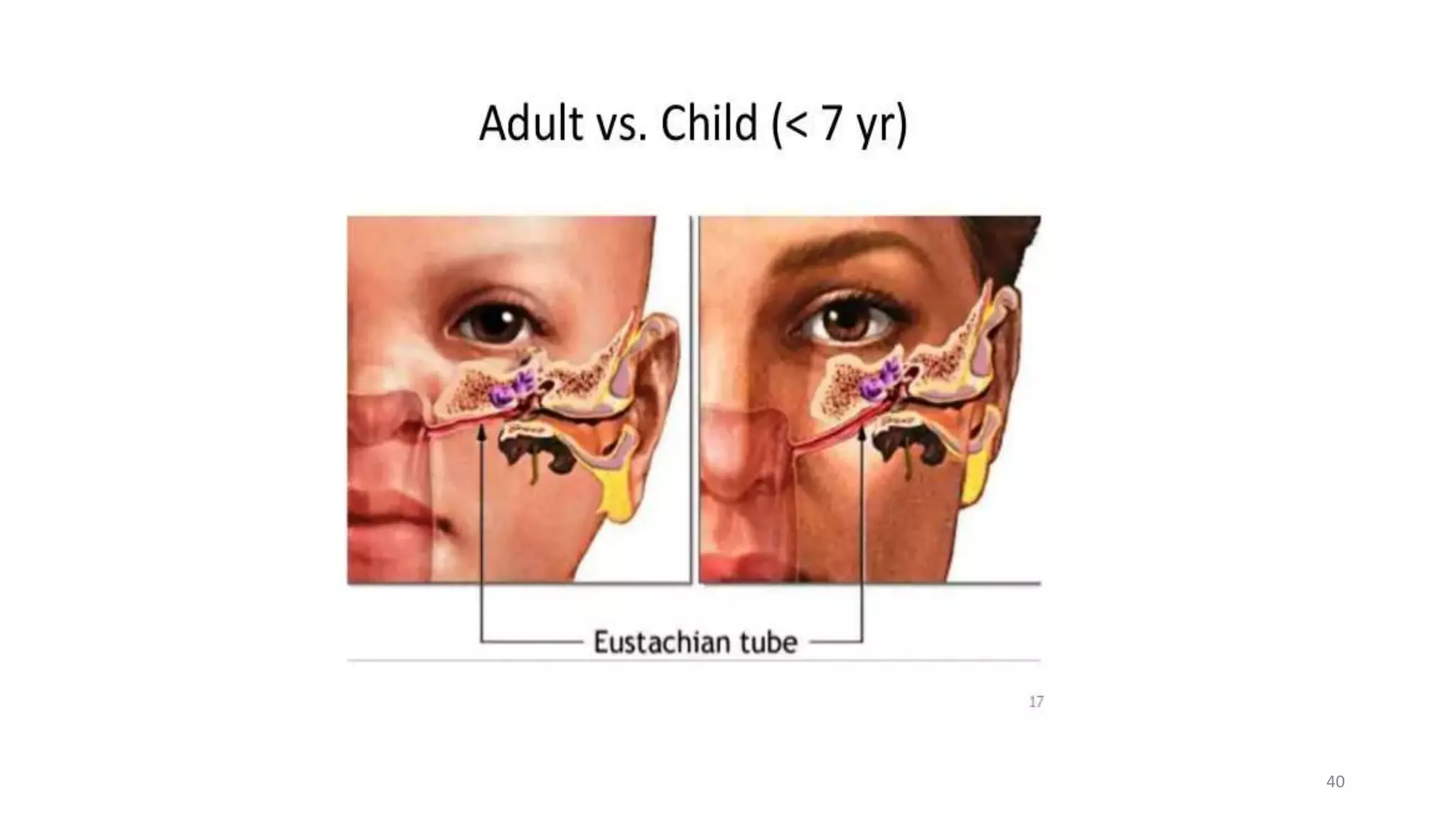 Anatomy of Nasopharynx and Eustachian Tube.pptx