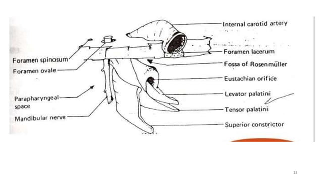 Anatomy of Nasopharynx and Eustachian Tube.pptx | Ear, Nose and Throat ...