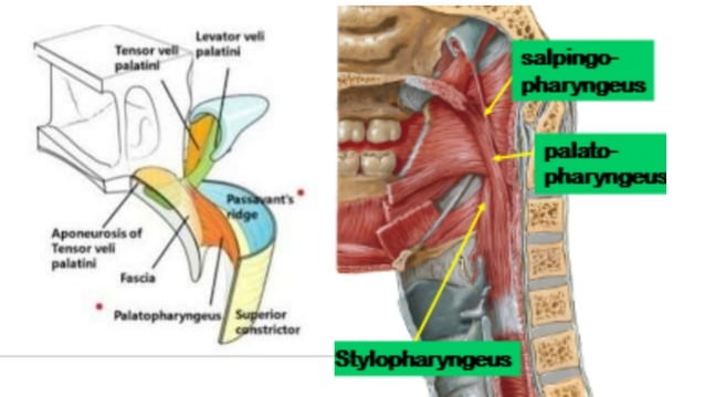 Anatomy of Nasopharynx and Eustachian Tube.pptx | Ear, Nose and Throat ...