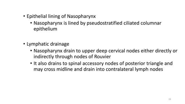 Anatomy of Nasopharynx and Eustachian Tube.pptx | Ear, Nose and Throat ...