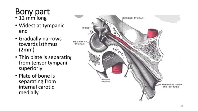 Anatomy of Nasopharynx and Eustachian Tube.pptx | Ear, Nose and Throat ...