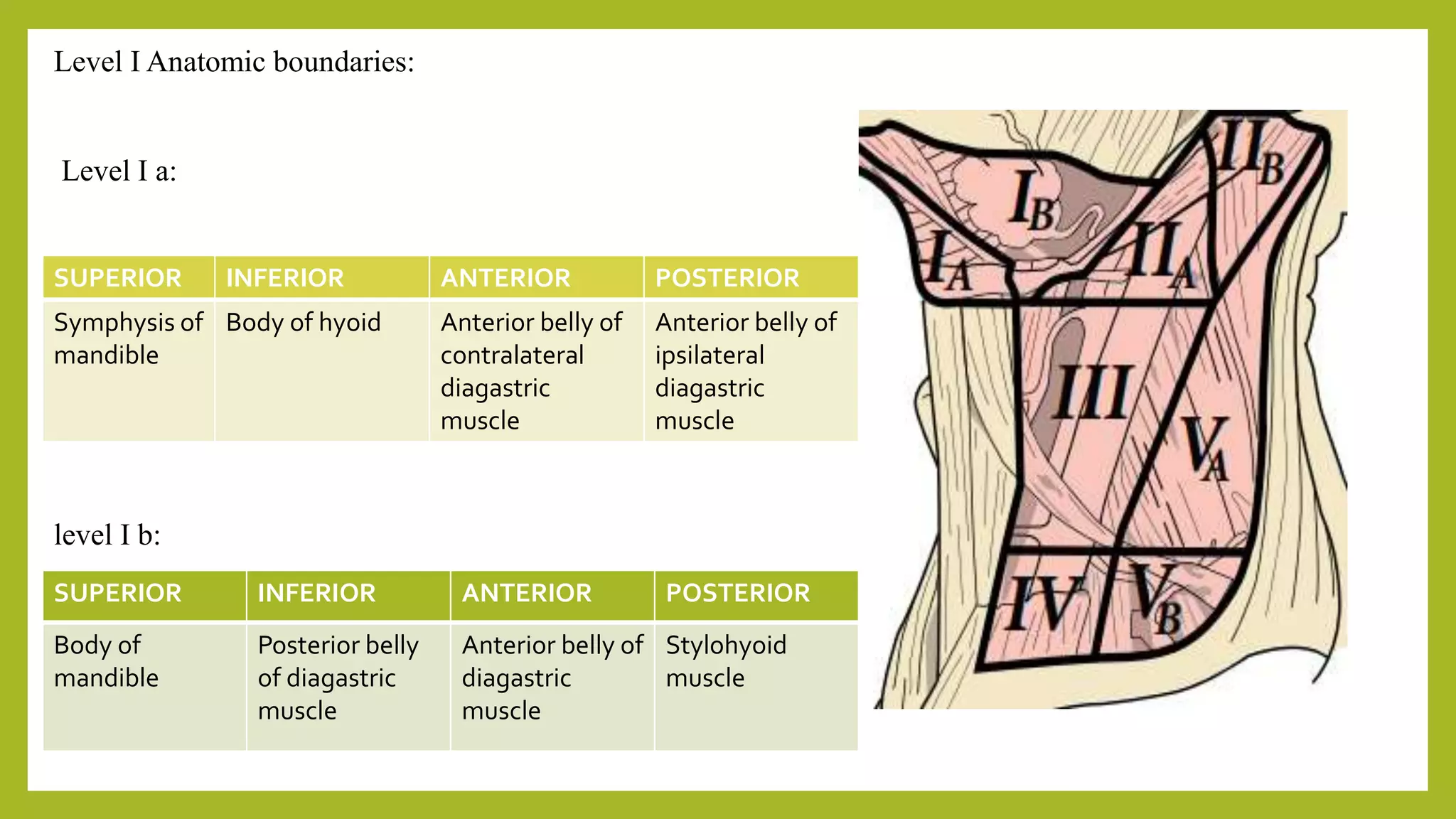 ANATOMY OF NECK.pptx