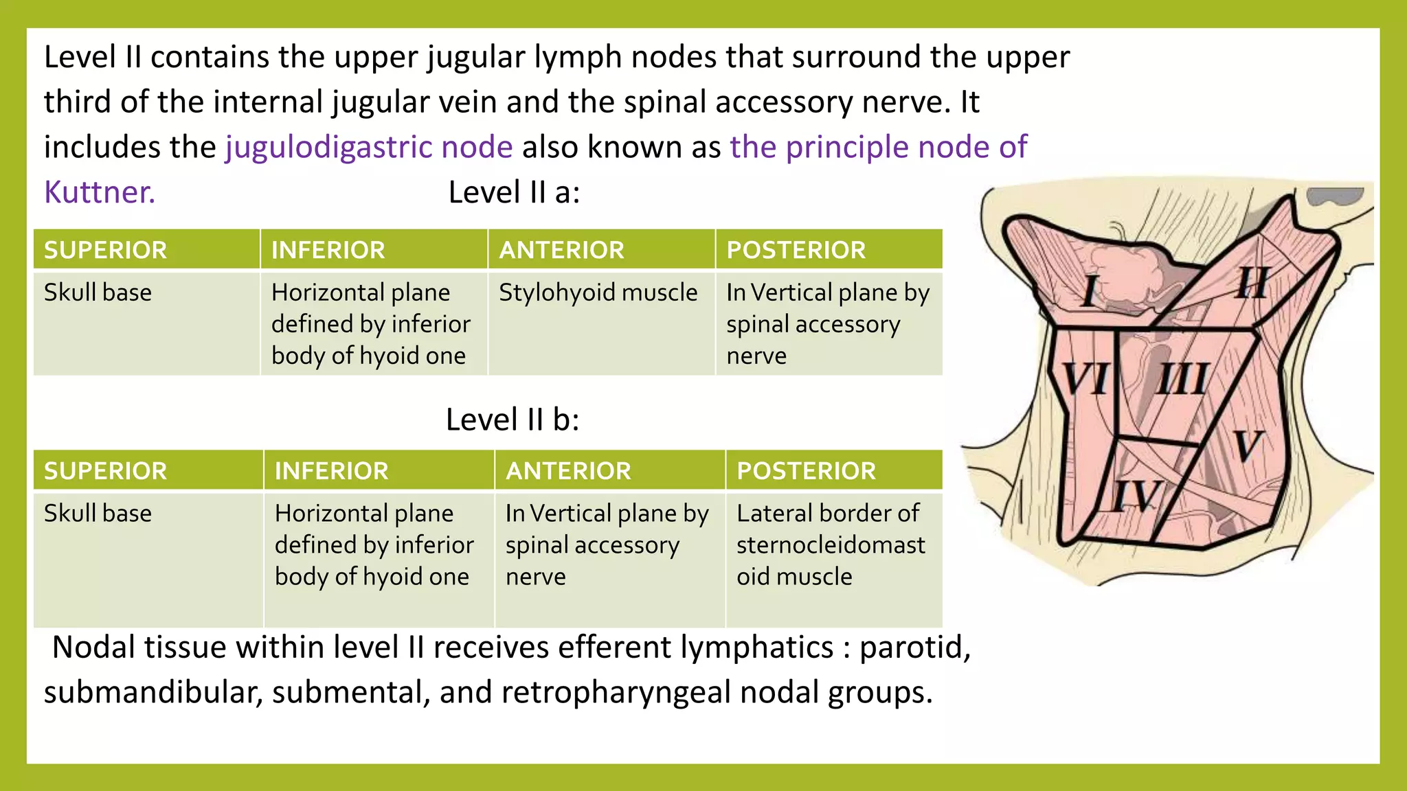 ANATOMY OF NECK.pptx
