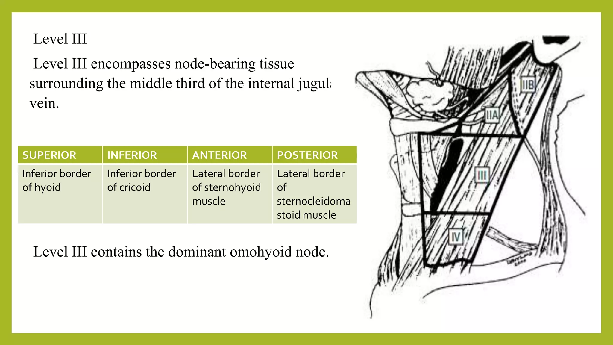 ANATOMY OF NECK.pptx