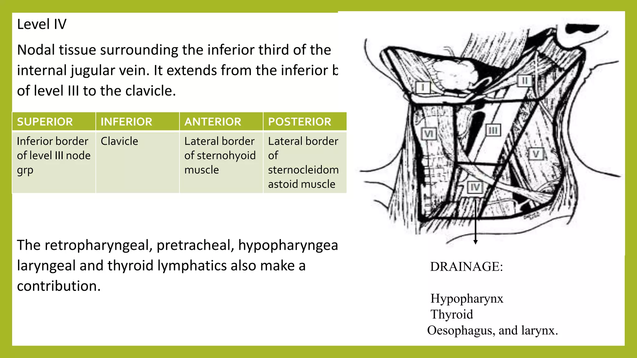 ANATOMY OF NECK.pptx