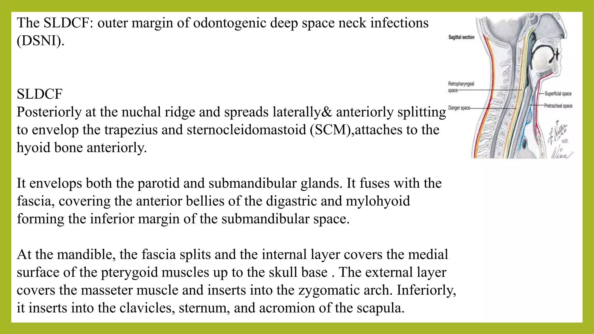 ANATOMY OF NECK.pptx