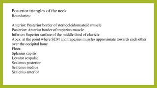 ANATOMY OF NECK.pptx