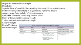 ANATOMY OF NECK.pptx