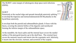 ANATOMY OF NECK.pptx
