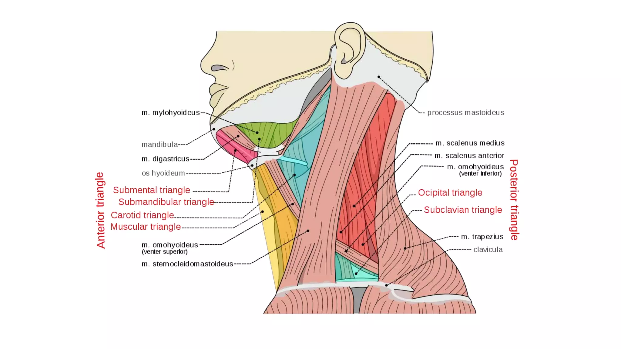 Anatomy Of NECK.pptx