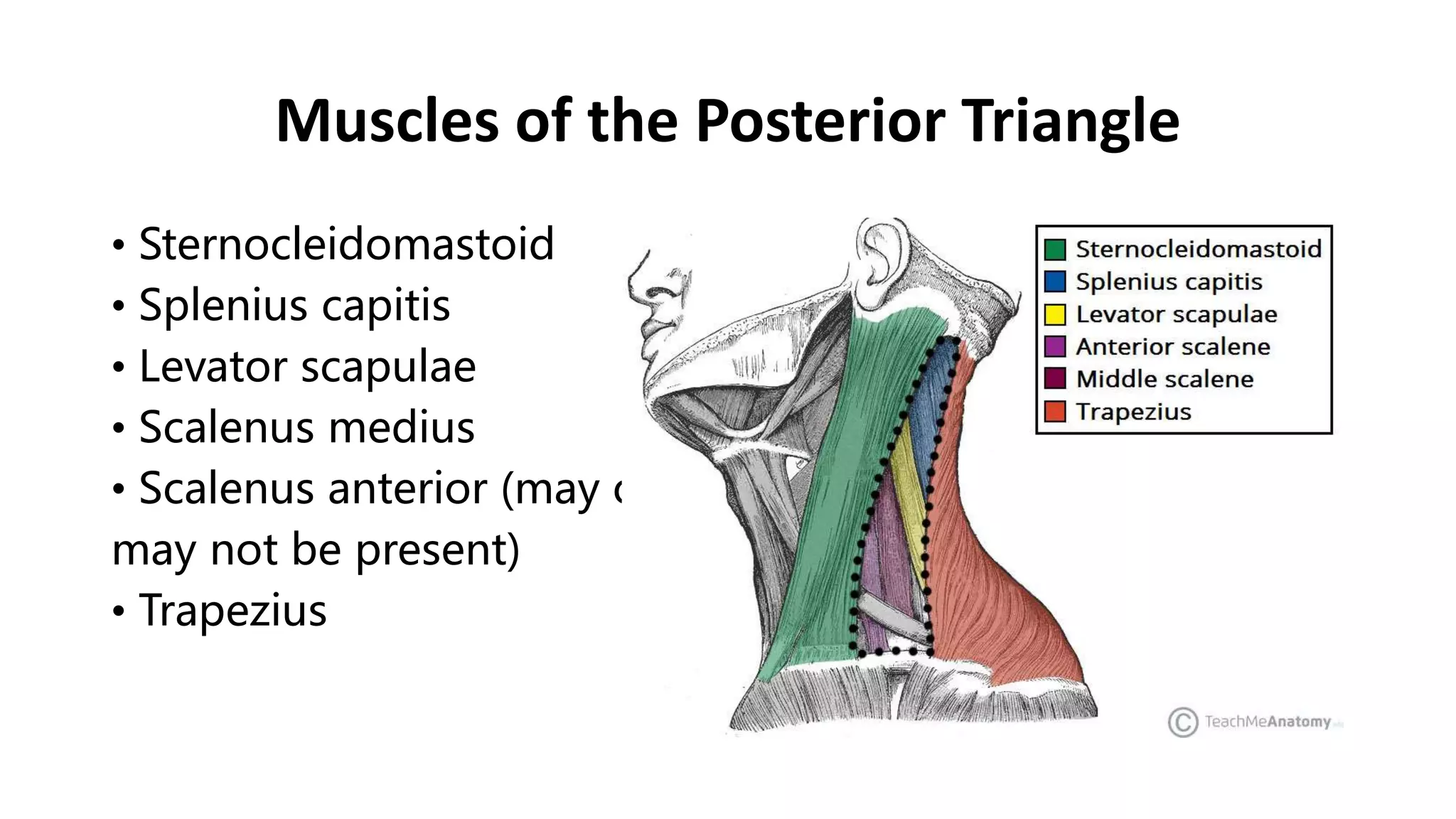Anatomy Of NECK.pptx