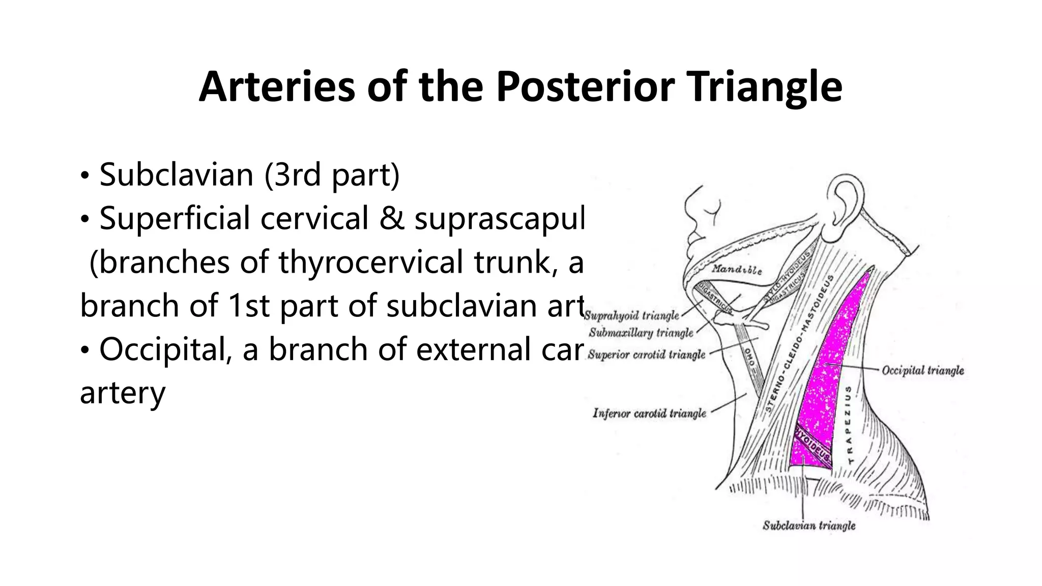 Anatomy Of NECK.pptx