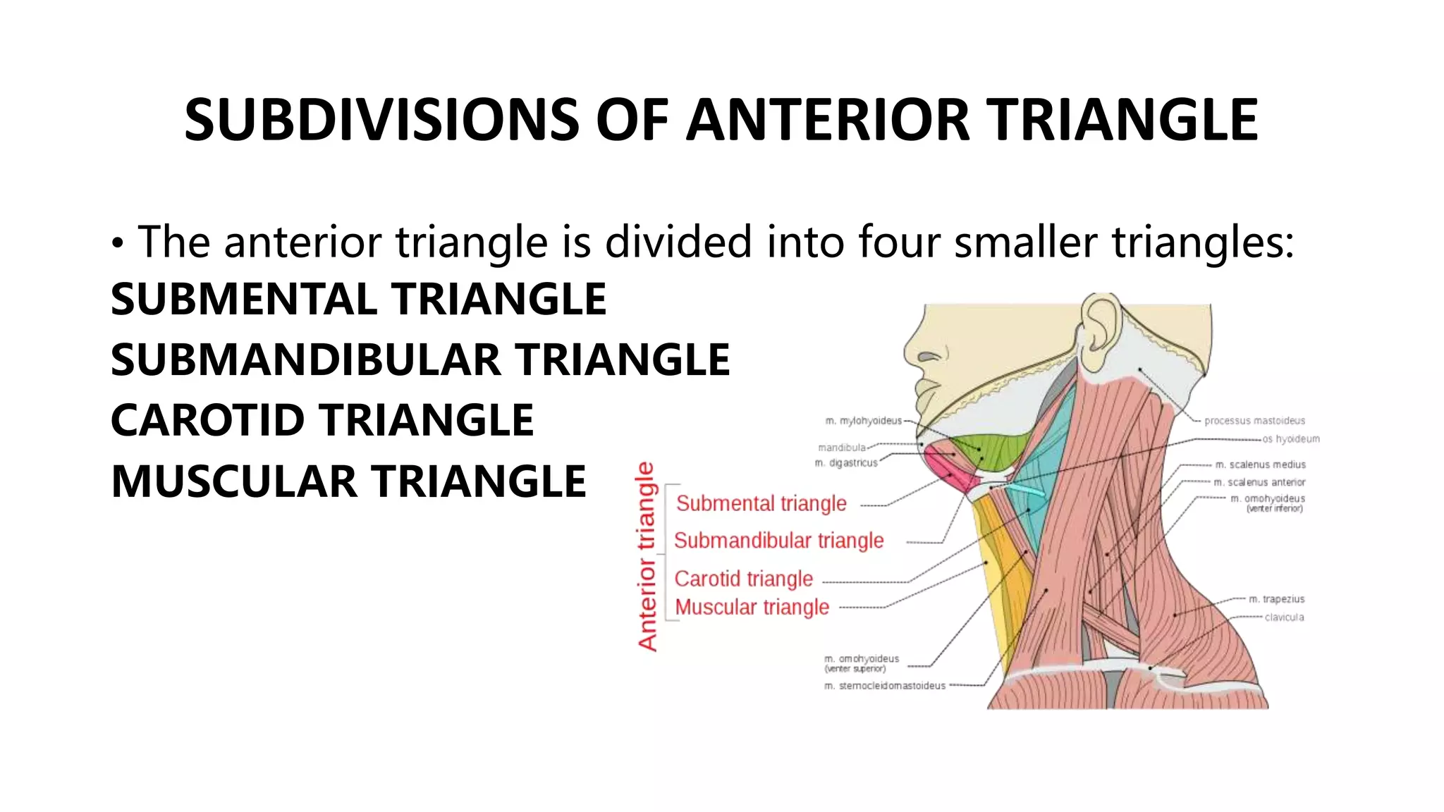 Anatomy Of NECK.pptx