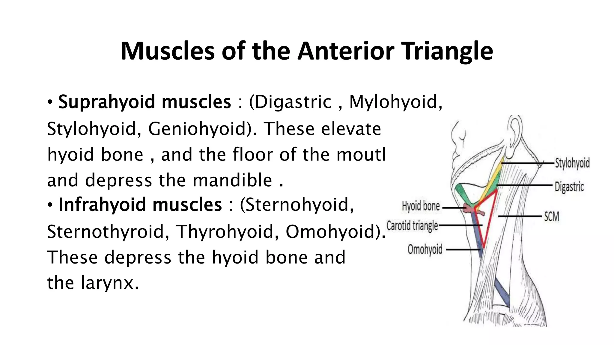 Anatomy Of NECK.pptx