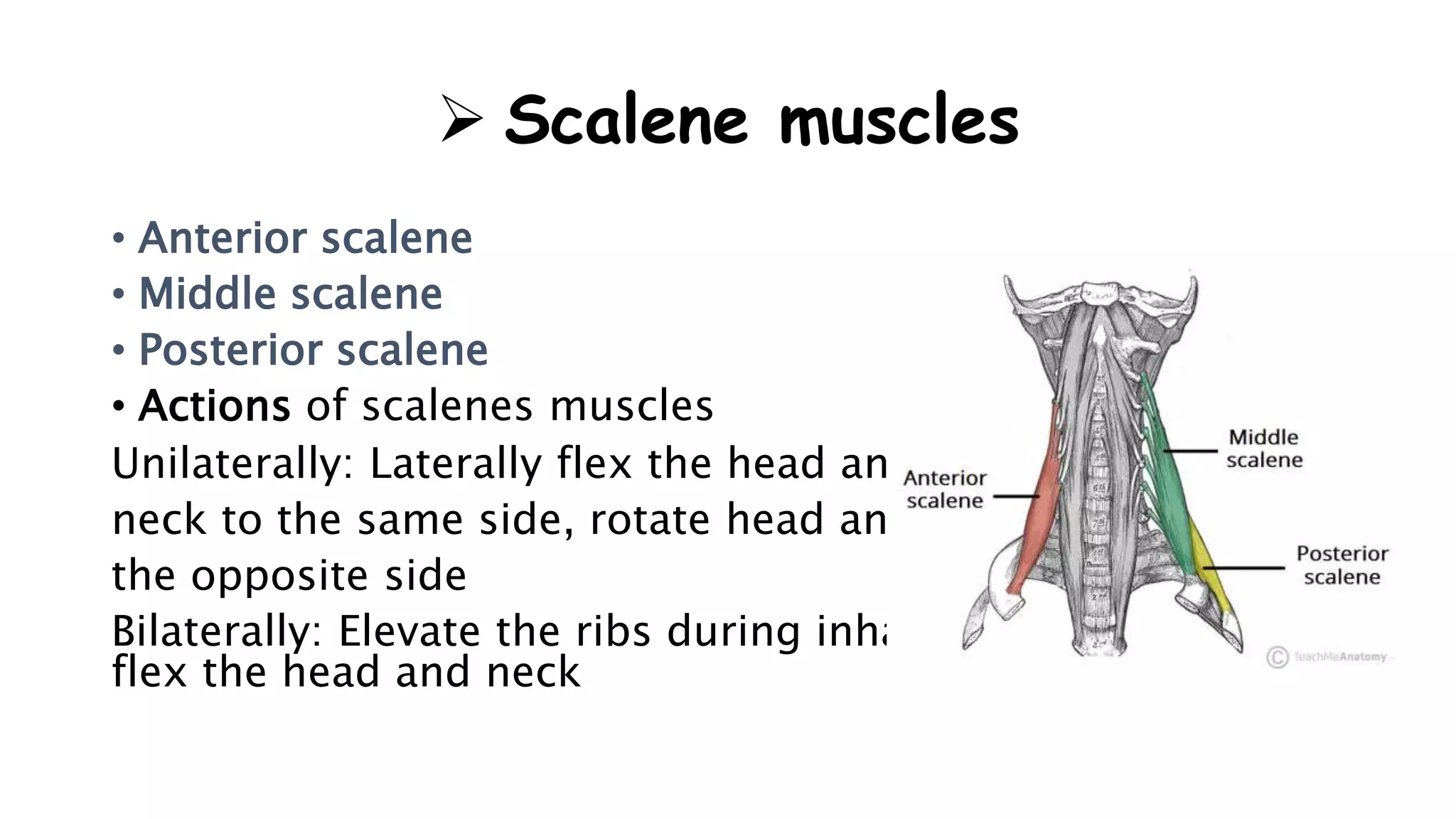 Anatomy Of NECK.pptx