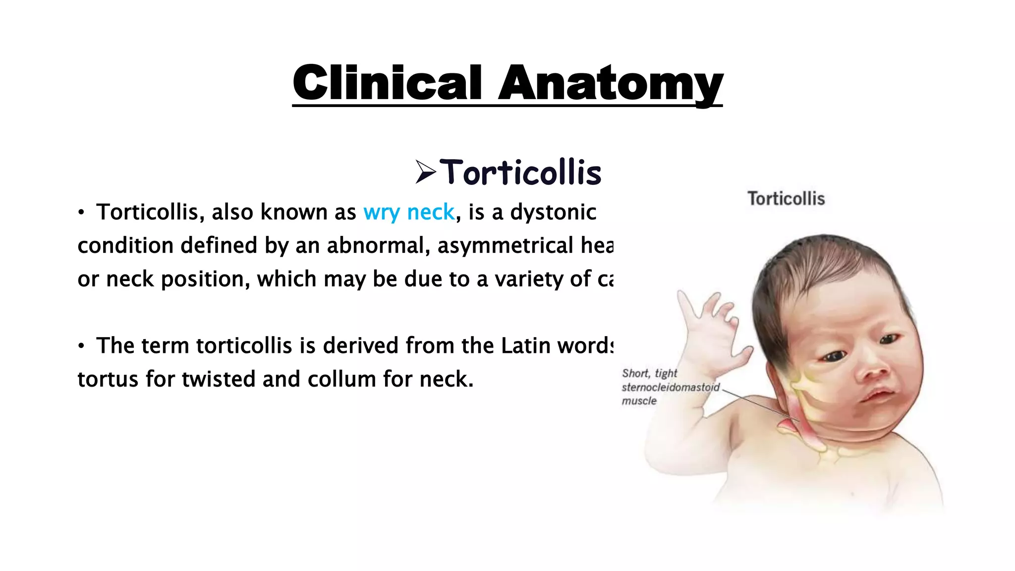 Anatomy Of NECK.pptx