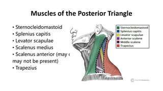 Anatomy Of NECK.pptx