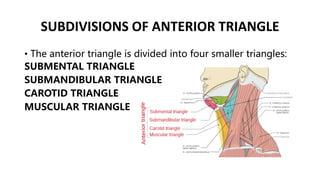Anatomy Of NECK.pptx