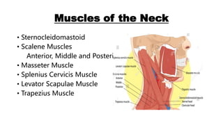Anatomy Of NECK.pptx