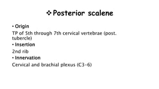 Anatomy Of NECK.pptx