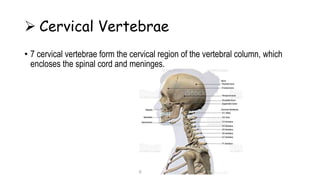 Anatomy Of NECK.pptx