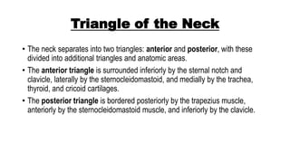 Anatomy Of NECK.pptx